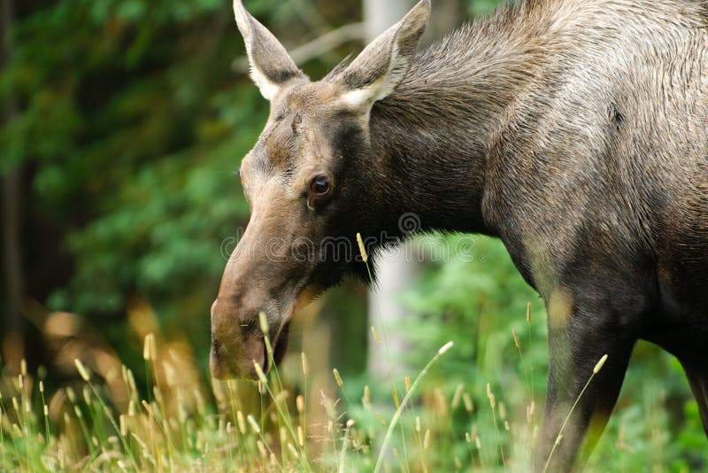 Wild Moose stock photo. Image of nature, outdoor, alberta - 28780318