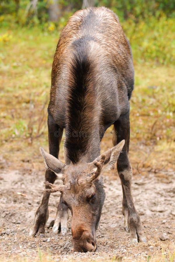 Wild Moose stock photo. Image of beautiful, mammal, head - 36321808
