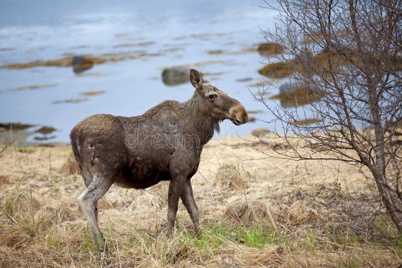 Wild Moose (Alces alces) stock photo. Image of brown - 33295446