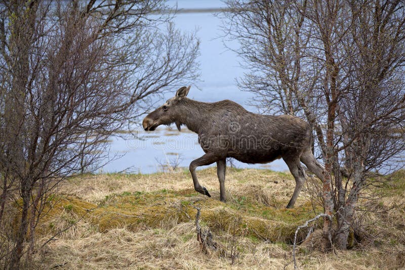 Wild Moose stock photo. Image of north, outdoor, forest - 31171412