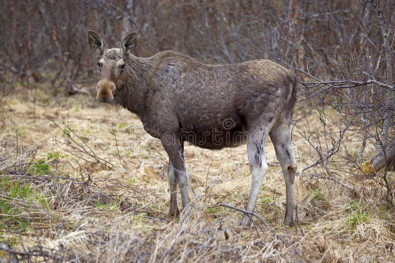 Wild Moose stock image. Image of single, nature, alone - 32476631