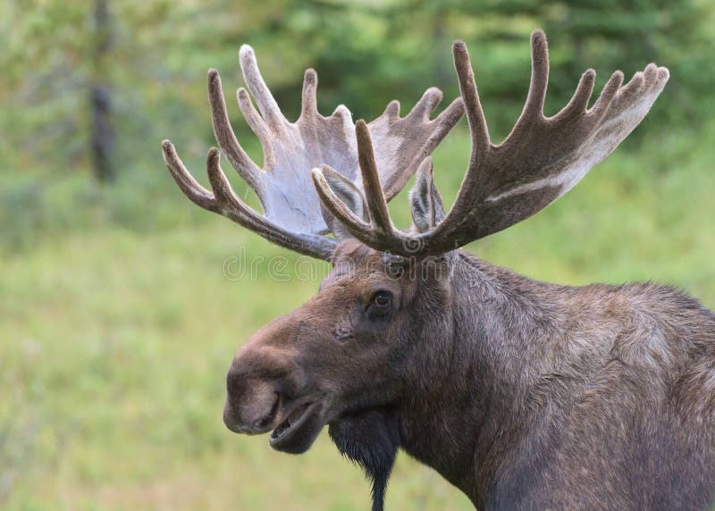 Wild Moose in the Rocky Mountains of Colorado Stock Photo - Image of ...