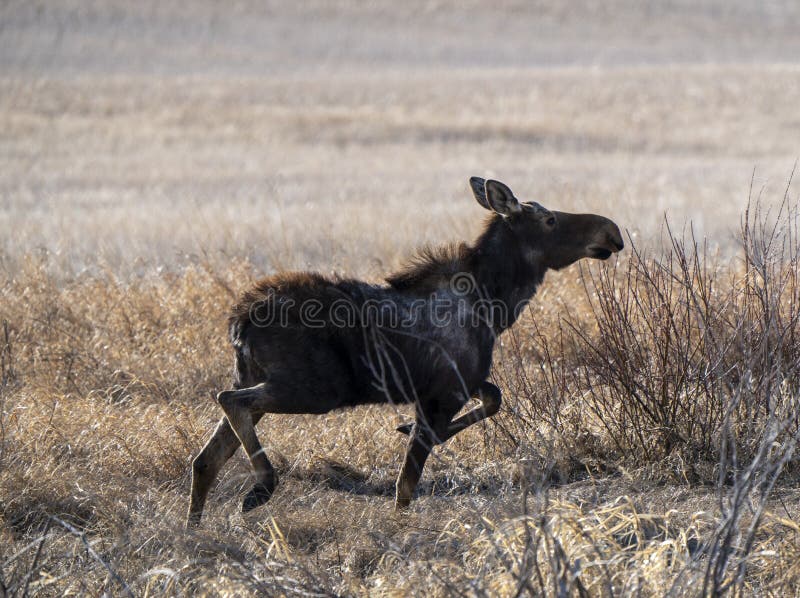 Wild Moose Saskatchewan stock photo. Image of conservation - 223435334