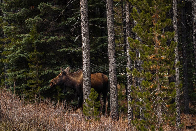Wild Moose Walking in a Forest Surrounded by Trees Stock Image - Image ...