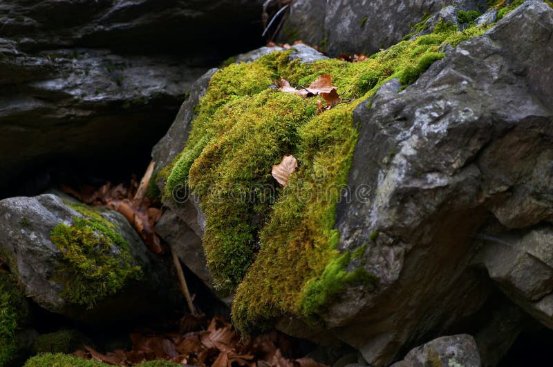 Wild moss stock image. Image of close, detail, rocks, moss - 725029
