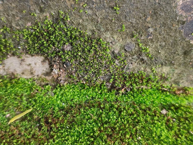 Wild Moss in the City of Jakarta Stock Image - Image of hehehe, jakarta ...