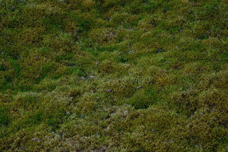 Wild Moss Covering a Forest Floor Stock Photo - Image of spores ...