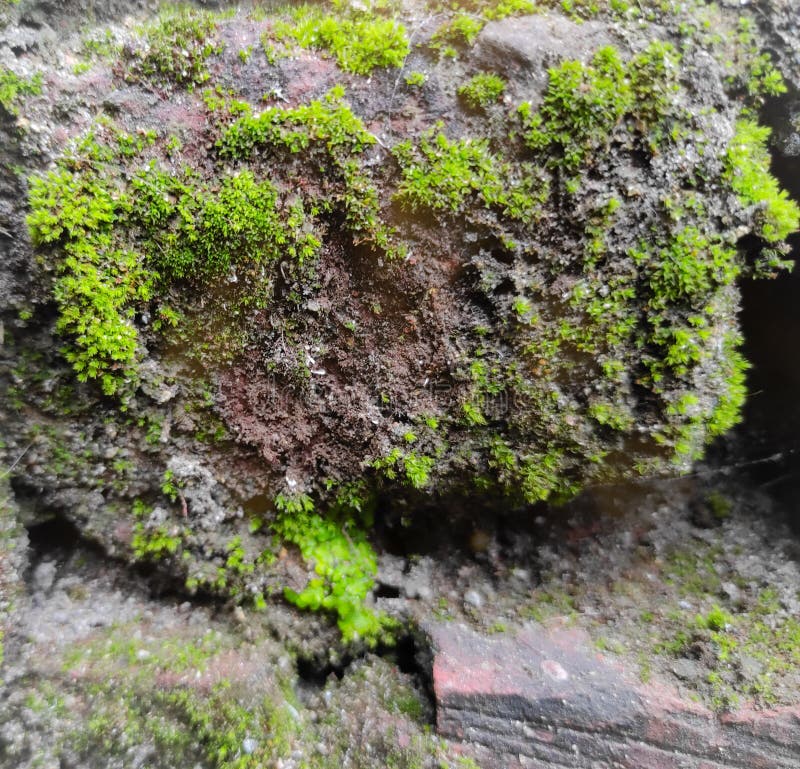 Wild Moss Green on the Rock Under Ground Stock Image - Image of green ...