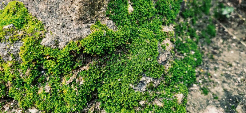Wild Moss Growing Around the House Stock Photo - Image of wall ...