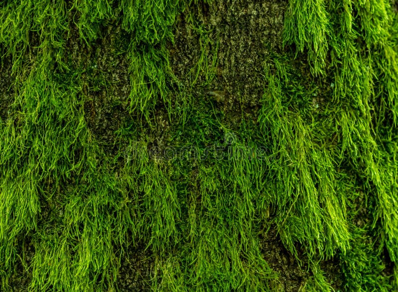 Wild green moss on a tree stock image. Image of outdoor - 197943983