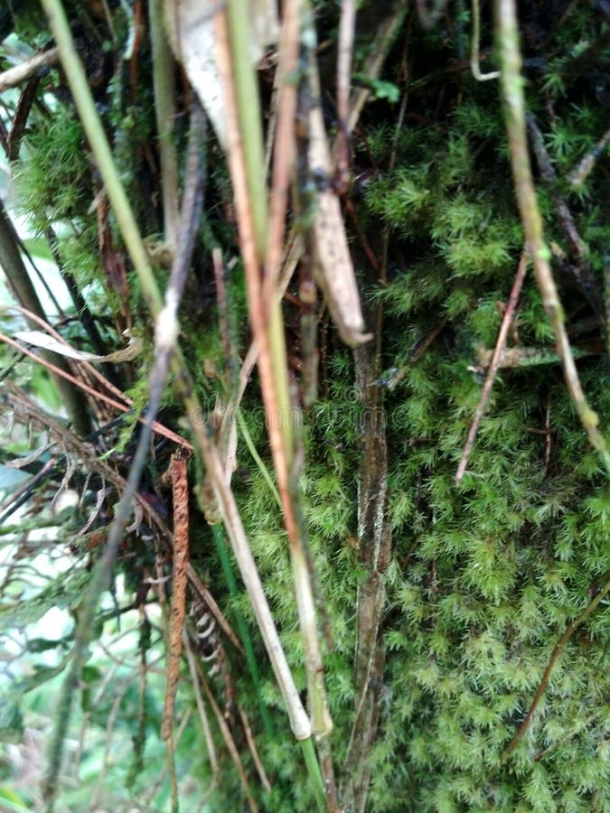 Wild Moss in Jungle Tropical Forest Stock Photo - Image of natural ...
