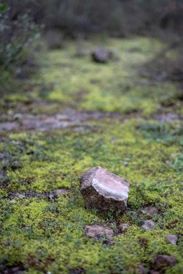 Wild moss on a path stock image. Image of path, natural - 141879289
