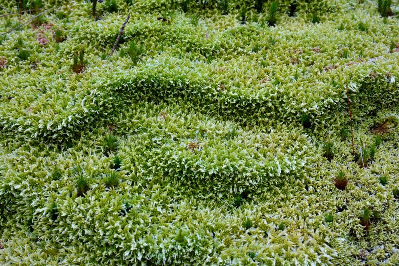 Wild Moss Pattern, with Very Interesting Design Stock Image - Image of ...