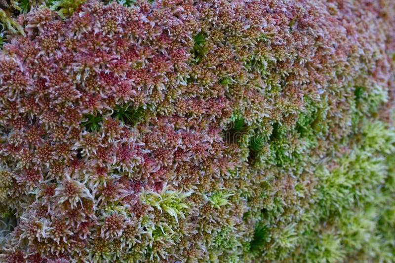 Wild Moss Pattern, with Very Interesting Design Stock Photo - Image of ...