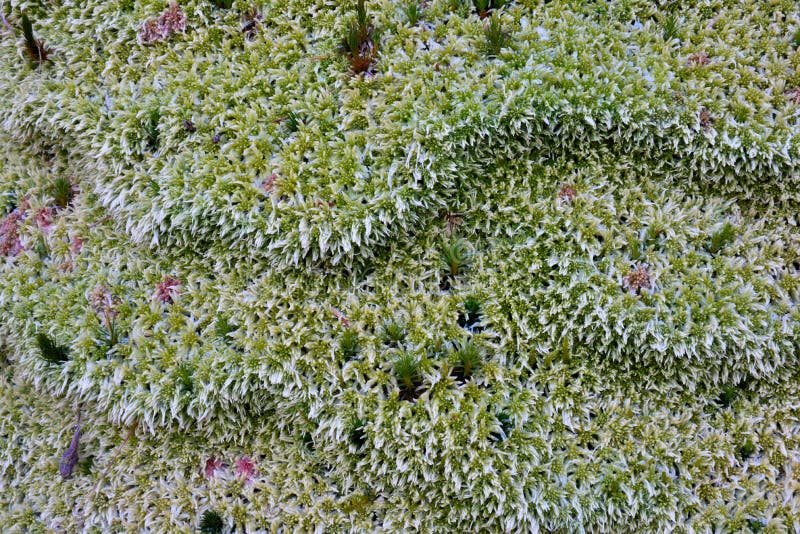 Wild Moss Pattern, with Very Interesting Design Stock Photo - Image of ...