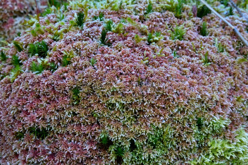 Wild Moss Pattern, with Very Interesting Design Stock Image - Image of ...