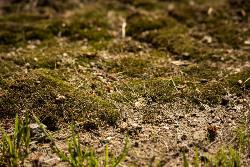 Wild moss surface is close stock image. Image of dirty - 150861593