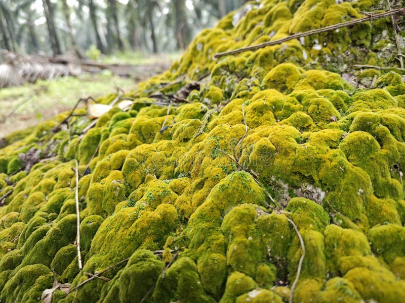 Wild Mossy Growing on the Ground Around the Tree Trunk. Stock Image ...