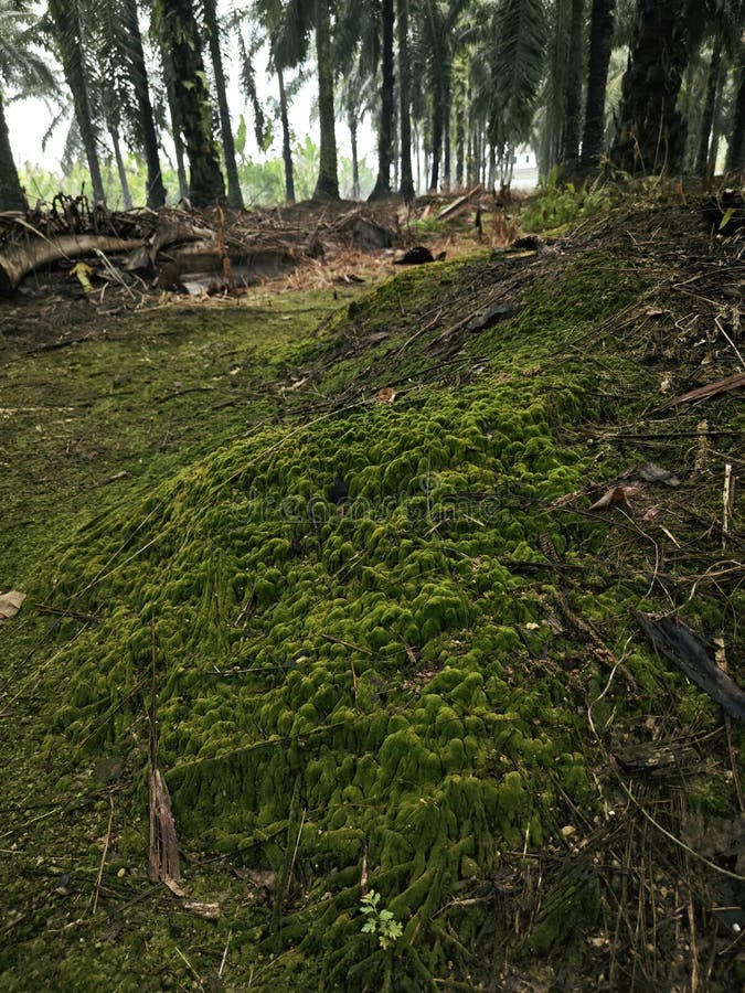 Wild Mossy Growing on the Ground Around the Tree Trunk. Stock Image ...