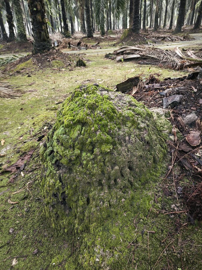Wild Mossy Growing on the Ground Around the Tree Trunk. Stock Photo ...