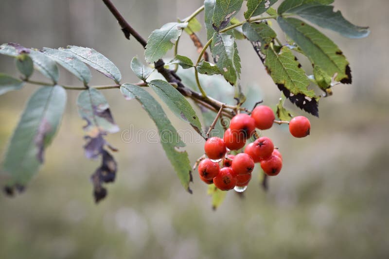 Wild mountain ash stock image. Image of green, berries - 77154959