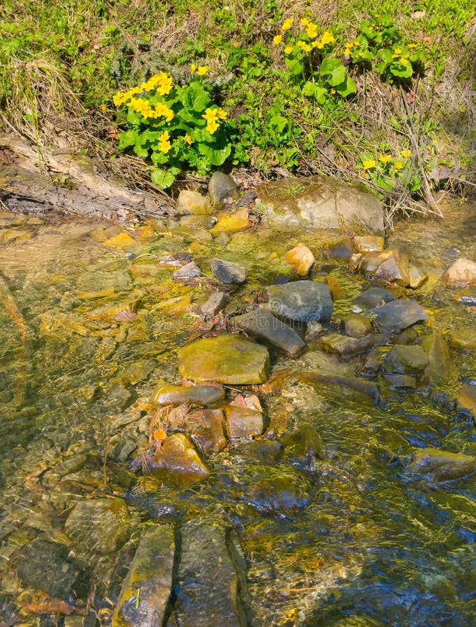 Wild Mountain Brook in Early Spring Stock Photo - Image of stream ...