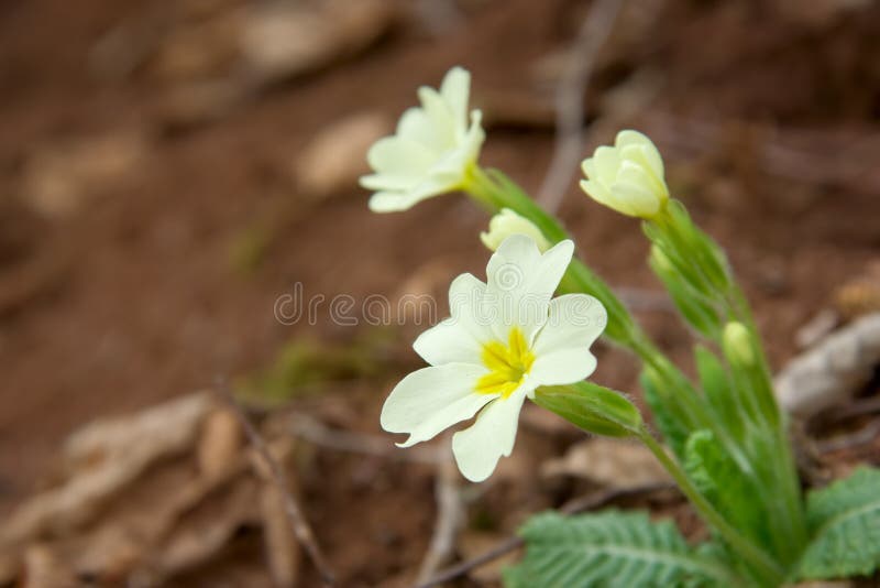 Flower of Wild Rue or Peganum Harmala in Cracks Stock Photo - Image of ...