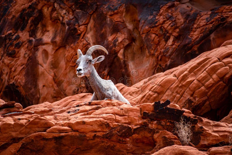 Wild Mountain Goat Behind the Rocks in Nevada Stock Image - Image of ...