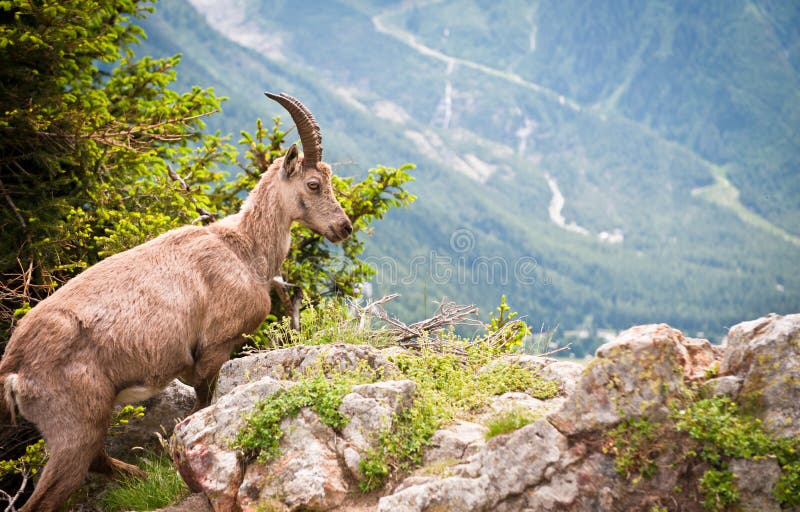 Wild Mountain Goat Capra Ibex Stock Photo - Image of mountains ... Wild Mountain Goat Capra Ibex Stock Photo - Image of mountains ...