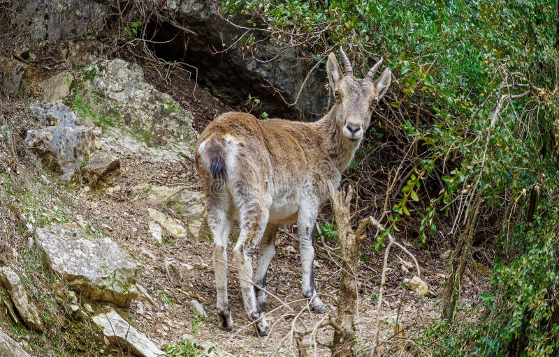 Wild Mountain Goat in Cazorla Mountain Range, Spain Stock Photo - Image ...