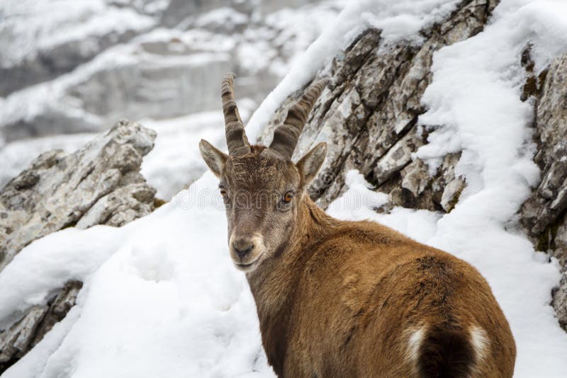 Wild Mountain Goat stock image. Image of goat, switzerland - 86708075