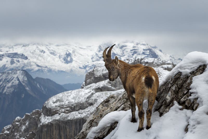 Wild Mountain Goat stock image. Image of alpine, brave - 86708045