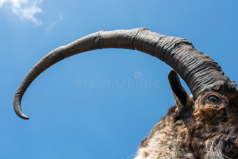 Wild Mountain Goat with Two Huge Horns Stock Image - Image of ...