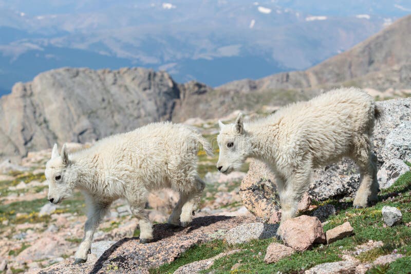 Wild Mountain Goats of the Colorado Rocky Mountains Stock Photo - Image ...