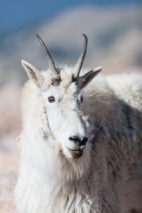 Wild Mountain Goats of the Colorado Rocky Mountains Stock Image - Image ...