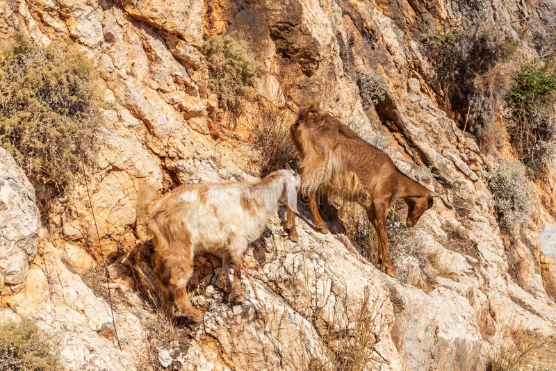Wild Mountain Goats in the Mountains of Turkey Stock Image - Image of ...