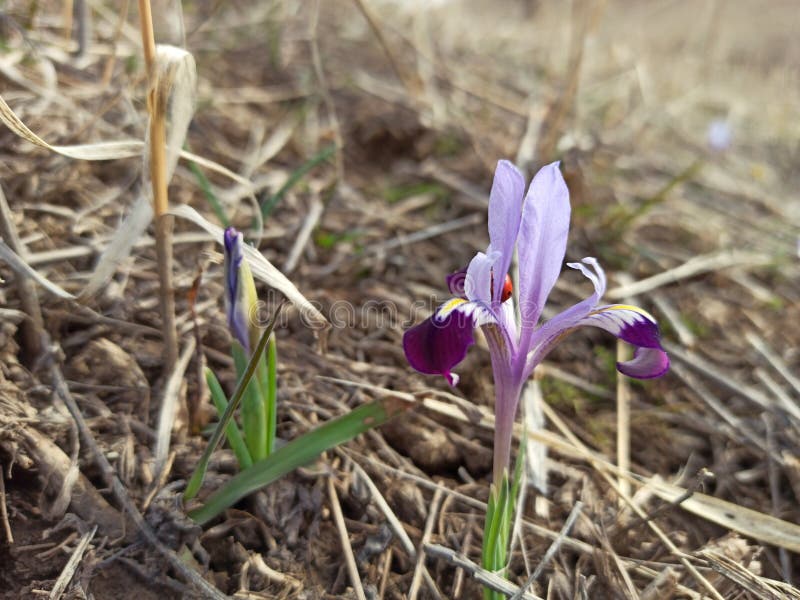 Wild Mountain Iris. Spring Flowers. Beautiful Banner of Natural Stock ...