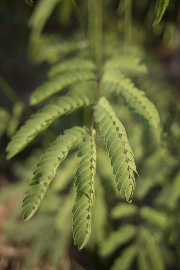 Wild mountain plant stock image. Image of plant, wild - 177913201