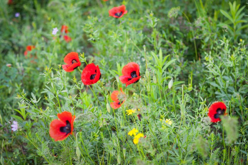 Wild Mountain Poppies in the Spring Meadow Stock Image - Image of ...