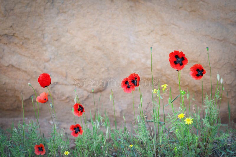 Wild Mountain Poppies in the Spring Meadow Stock Photo - Image of ...