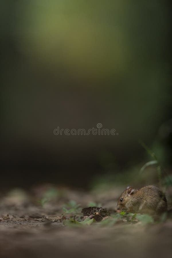 Wild Mouse- Ground Level Portrait Stock Image - Image of bird, whiskers ...
