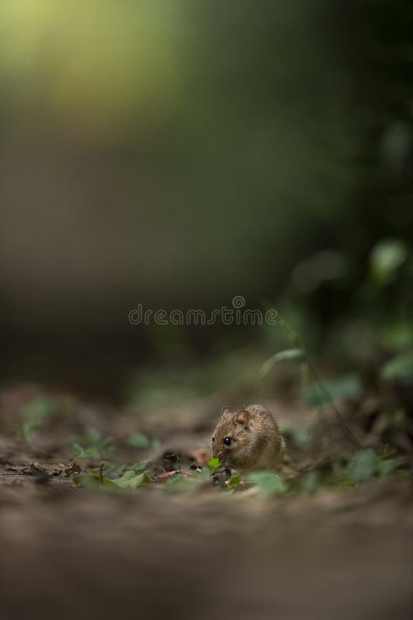 Wild Mouse- Ground Level Portrait Stock Image - Image of invertebrate ...
