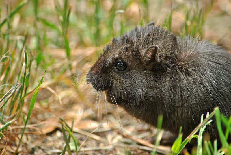 Wild mouse stock image. Image of animal, green, small - 73225393