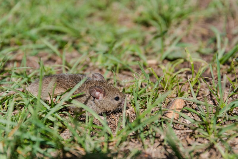 Wild Mouse. the Mouse Runs on a Grass. Gray Mouse Stock Photo - Image ...