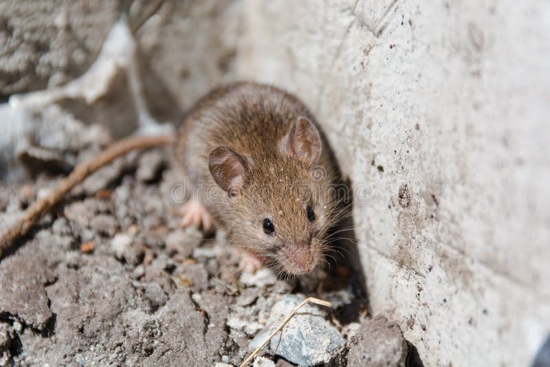 Wild Mouse. the Mouse Runs on a Grass. Gray Mouse Stock Photo - Image ...
