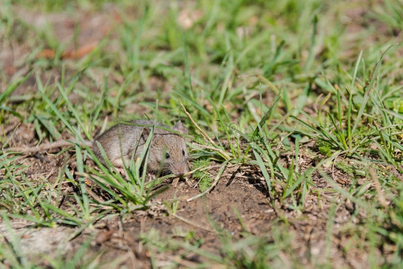 Wild Mouse. the Mouse Runs on a Grass. Gray Mouse Stock Photo - Image ...