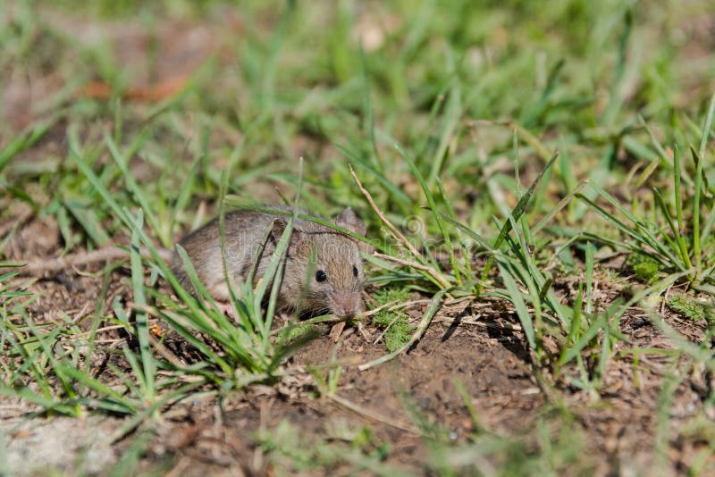 Wild Mouse. the Mouse Runs on a Grass. Gray Mouse Stock Photo - Image ...