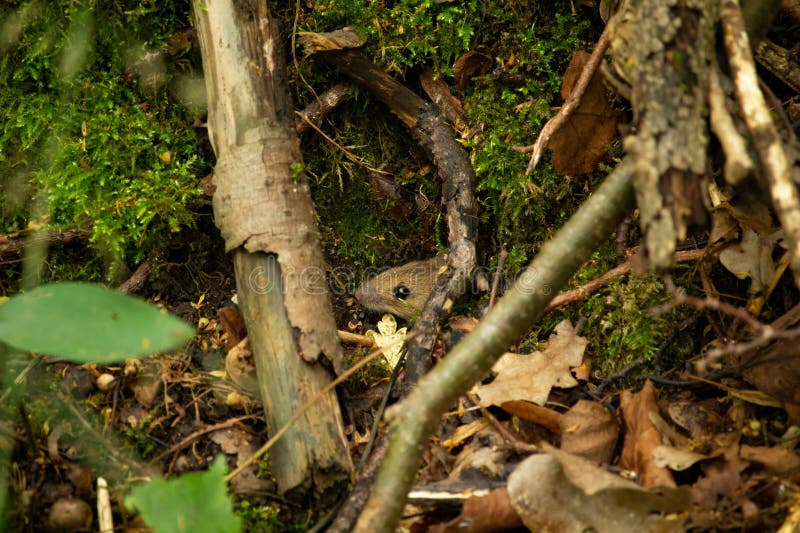 Wild Mouse Sitting on the Forest Floor Stock Photo - Image of brown ...