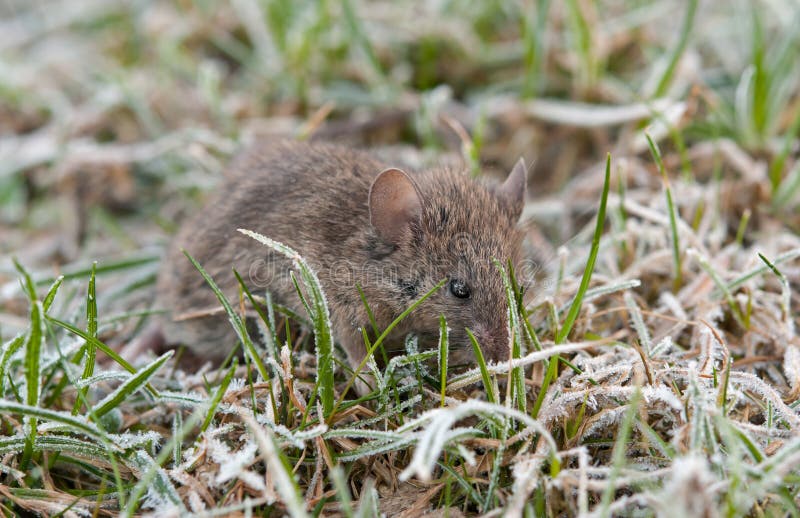 Wild mouse stock image. Image of rodent, pest, habitat - 67399055