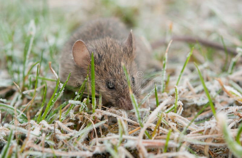 Wild mouse stock image. Image of nature, mammal, creature - 87315415